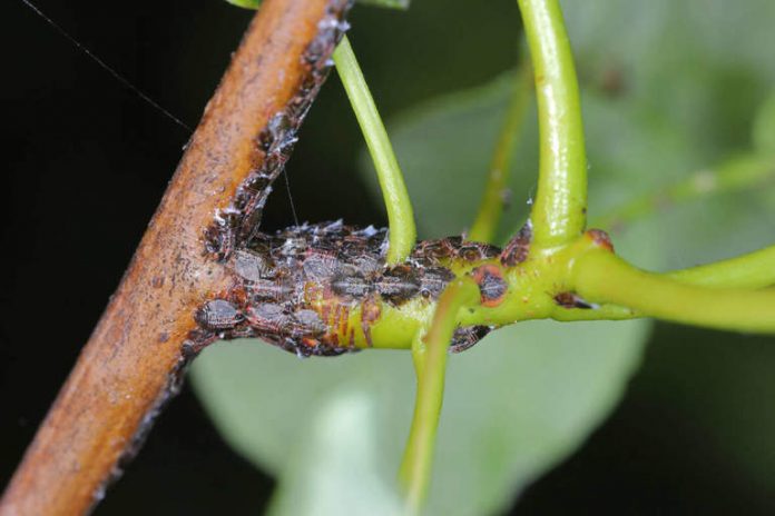 Pero, contenere la psilla con i lanci di antocoridi - Agrobiznes.it