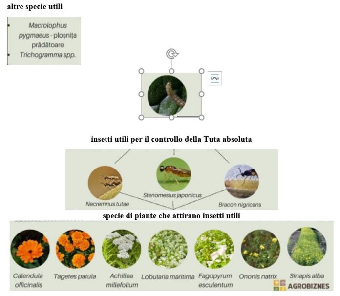 Tuta absoluta – Controllo biologico consigli, specifiche - Agrobiznes.it